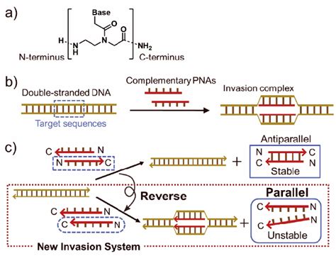 A Chemical Structure Of Peptide Nucleic Acid Pna B Unique Dna