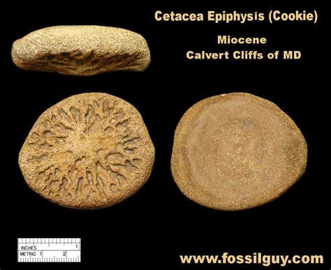 Fossil Vertebrate Identification For Calvert Cliffs Of Maryland