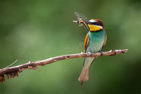 European Bee Eater Merops Apiaster Perched On Branch Stock Image