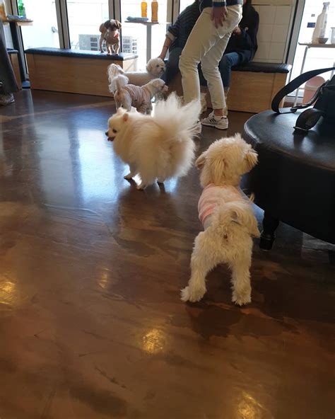 또치의 하루 사진1칭구야 내 궁디이뿨😛 사진2나 좀 봐줄뤠 나 관종인디🤪 저세상텐션