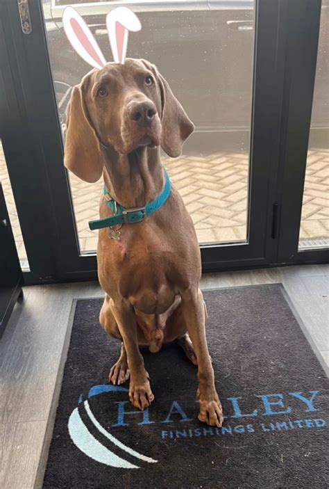 Harley Finishings Ltd On Linkedin Happy Easter From Harley Finishings