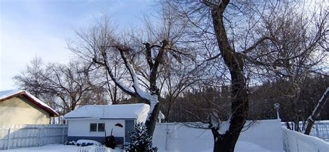 Siberian Elm The Art Of Creating Gardens