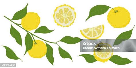 손으로 그린 유자 과일 흰색 배경에 고립된 이름을 가진 유자 과일의 집합입니다 유자에 대한 스톡 벡터 아트 및 기타 이미지 유자 일러스트레이션 감귤 Istock