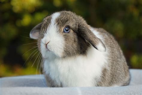 The Holland Lop Breed