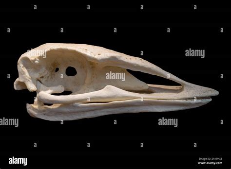 Skull Of Elephant Bird Extinct Flightless Bird Belonging To The Order