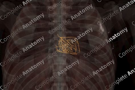 Atrioventricular Bundle Complete Anatomy
