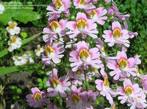 Plantfiles Pictures Schizanthus Butterfly Flower Poor Mans Orchid