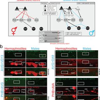 Neurobiology Wired For Sex Request PDF