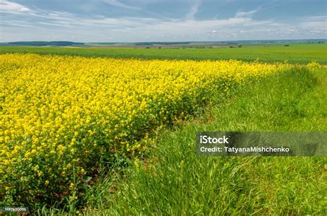 유채 는 기름이 풍부한 씨앗 덕분에 재배되는 밝은 노란색 꽃을 피우며 카놀라는 식물성 기름의 중요한 공급원이자 단백질 가루의 원천입니다 0명에 대한 스톡 사진 및 기타