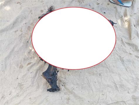 မြင်းမူမြို့နယ်၊ နဘဲကြူးကျေးရွာတွင် Pdf ရဲဘော် ၁ ဦးနှင့် ပြည်သူ ၃ ဦးကို