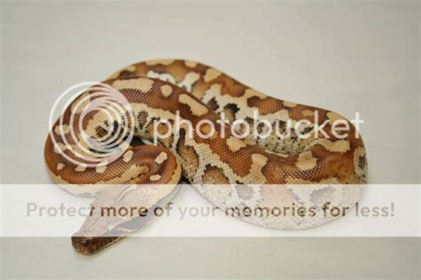 Se England Bob Clark Reptiles Europe Ten Deals For The Week Reptile Forums