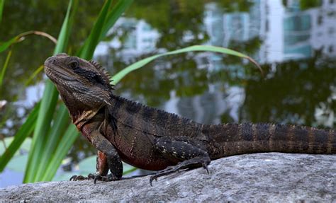 화창한 따뜻한 여름 오후에 시드니 Nsw 오스트레일리아 공원의 바위에 앉아있는 도마뱀 0명에 대한 스톡 사진 및 기타 이미지 0명 갈고리 발톱 공원 Istock