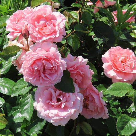 Harkness Rose Princess Bella Harkness Roses