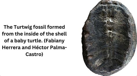 132 Million Year Old Mystery Fossils True Identity Is Finally Revealed
