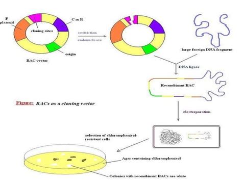 Bacterial Artificial Chromosome Yup Pptx