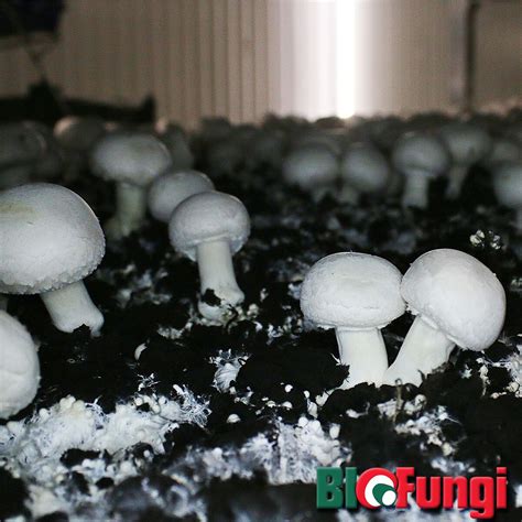 Mushroom Biofungi Compost Pest Hygiene Cultivation Virus