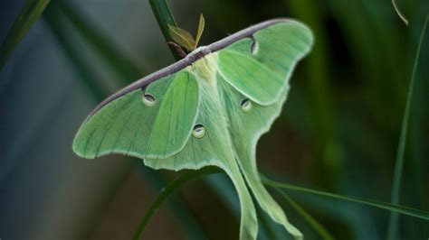 Some Interesting Facts About The Luna Moth In The U S Hubpages