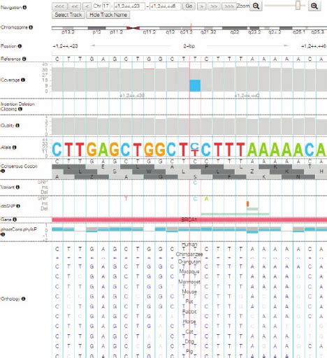 Screenshot Of Genome Browser Download Scientific Diagram