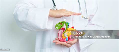 췌장 담낭 담관 십이지장 소장이 있는 인간 췌장염 해부학 모델을 가진 의사 췌장암 급성 및 만성 췌장염 소화기 계통 및 건강 개념 11월에 대한 스톡 사진 및 기타 이미지