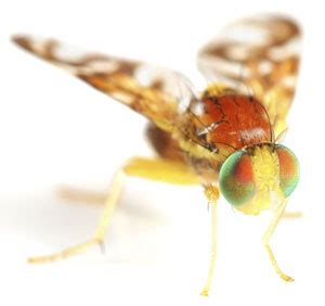 Bug Sensors Could Slow Infection Defend Crops Research Technology May Photonics