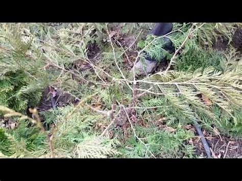 Як зробити нівакі з туї голден глобе - YouTube