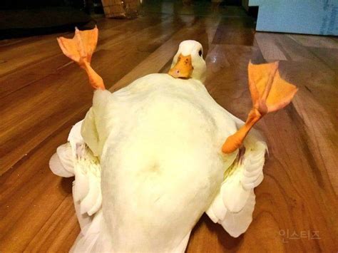 잌들이 환장하는 오리 엉덩이 모음 인스티즈 instiz 이슈 카테고리
