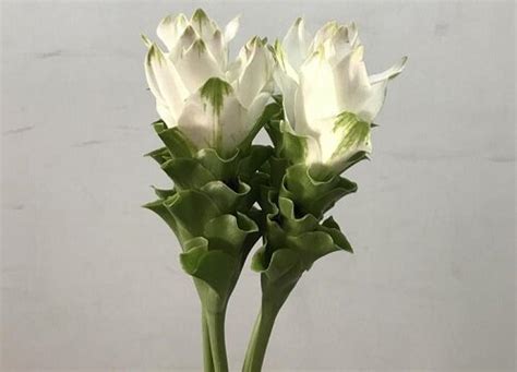 姜荷花有香味吗 植物说