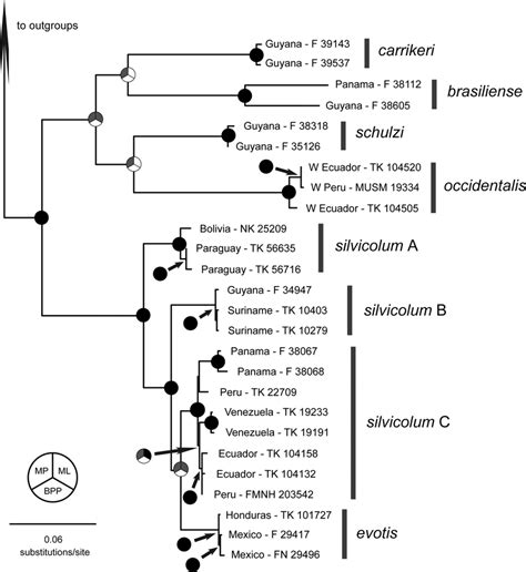 Cytochrome B Maximum Likelihood Phylogram For Seven Species Of