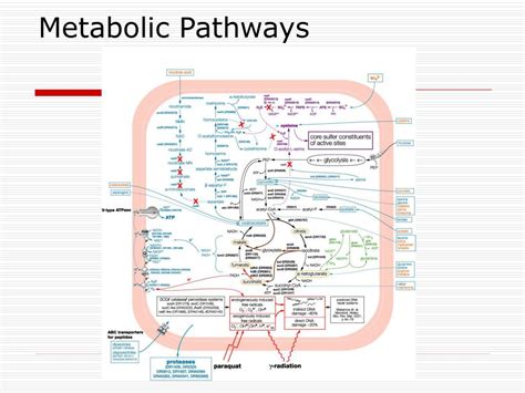 3 Compartmentalisation Of Metabolic Pathways Functions