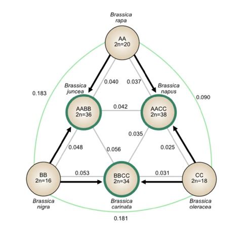 Genetic Relationships Between Brassica Species In The Triangle Of U