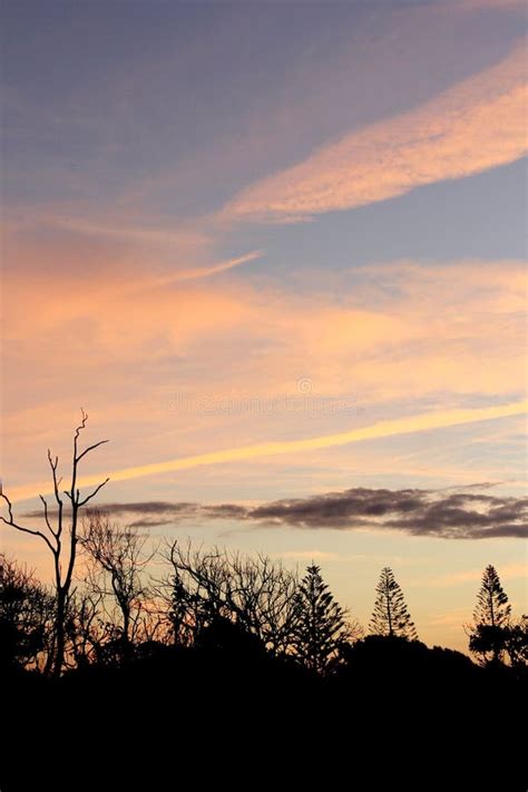 Tree Silhouettes At Sunset 1 Stock Photo Image Of Picturesque Landscape 42905816