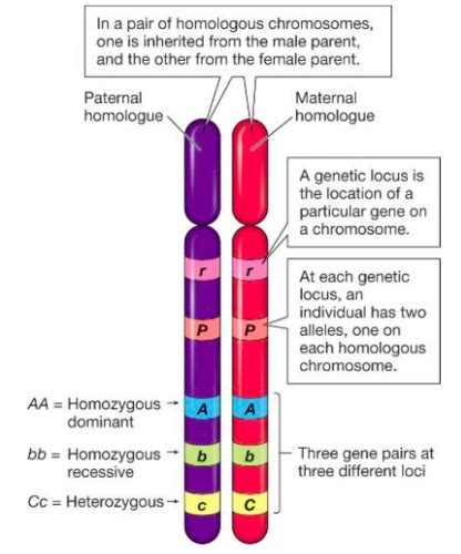 Mapping For Monogenic Disorders Flashcards Quizlet