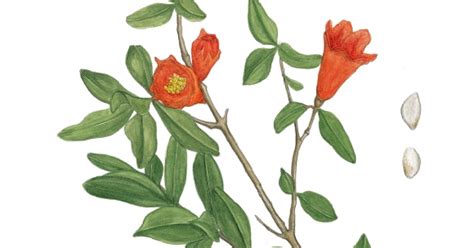 [이소영의 도시식물 탐색] 여성에 의한 여성을 위한 석류나무