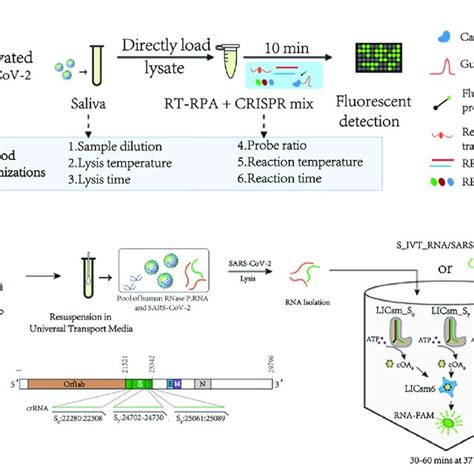 Schematic Of Crispr Cas Methods For Sars Cov 2 A Optimization Download Scientific Diagram