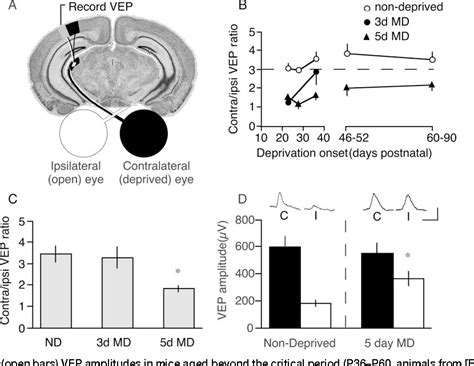 Figure 1 From Nmda Receptor Dependent Ocular Dominance Plasticity In Adult Visual Cortex