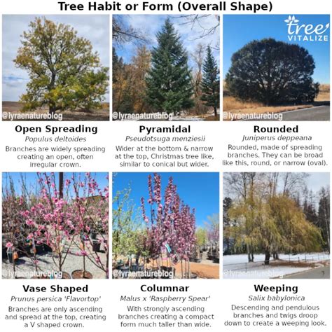 20 Different Types Of Crabapple Trees And Identifying Features
