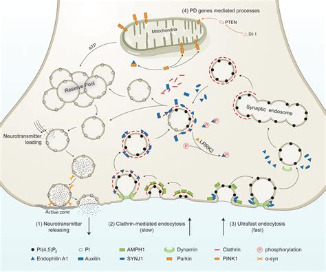 Exocytosis Of Synaptic Vesicles