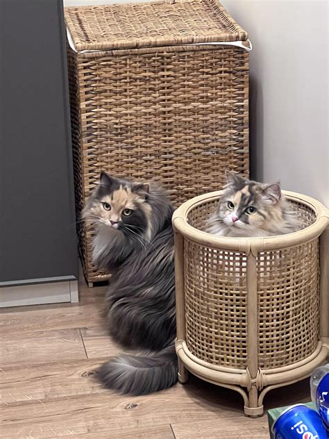 Caution Cats In Plotting Mode R Calicokittys