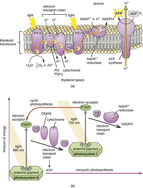 86 Photosynthesis And The Importance Of Light Biology Libretexts