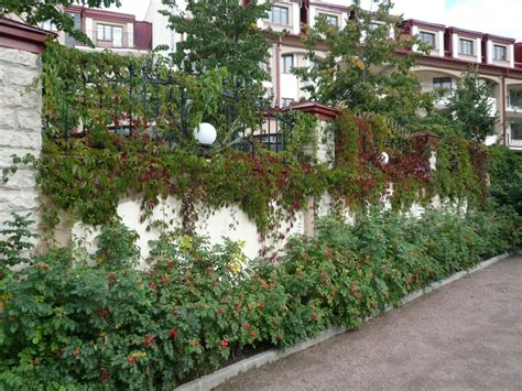 Изгородь из розы и винограда | Euro-plant