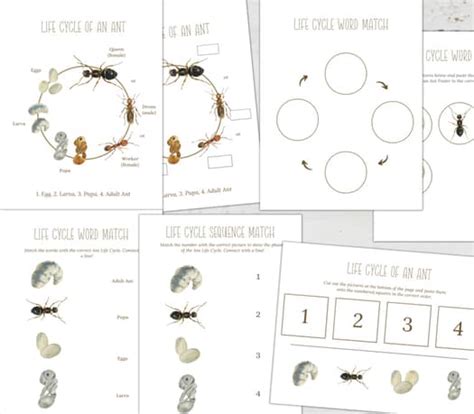 ANT Colony Unit Study Life Cycle Anatomy Nature Study Science