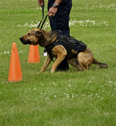 Uspca Region 7 Certification Trials Dogs Outside The Ring