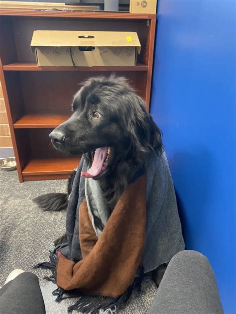 Caption This Rnewfoundlander