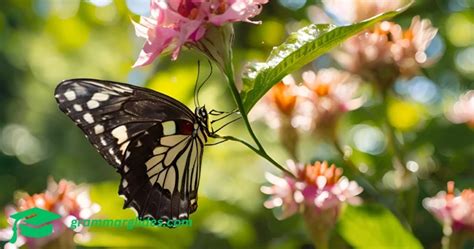 “cocoon Vs Cacoon Proper Usage Explained” Grammarglides