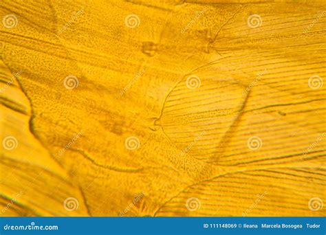 Microscopic View Of Moth Wing Stock Image Image Of Sharp Interesting