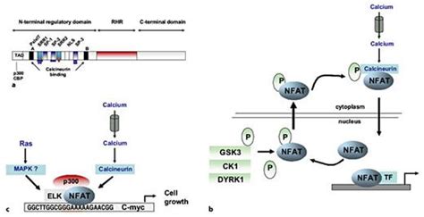 Primers On Molecular Pathways The Nfat Transcription Pathway In Pancreatic Cancer