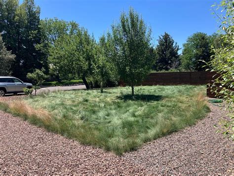 23 Easy Care Lawn Grasses That Practically Take Care Of Themselves