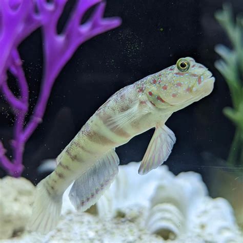 Pink Spotted Watchman Goby Barrier Reef Aquariums
