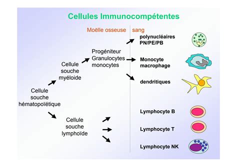 Solution Snv Immunologie Cellules Et Organes Du Systme Immunitaire