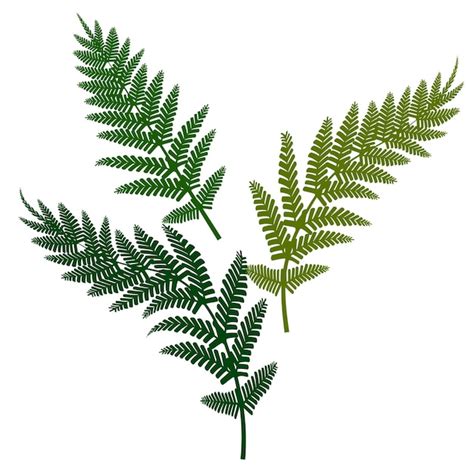 Premium Vector Green Fern Great Design For Any Purposes Vector